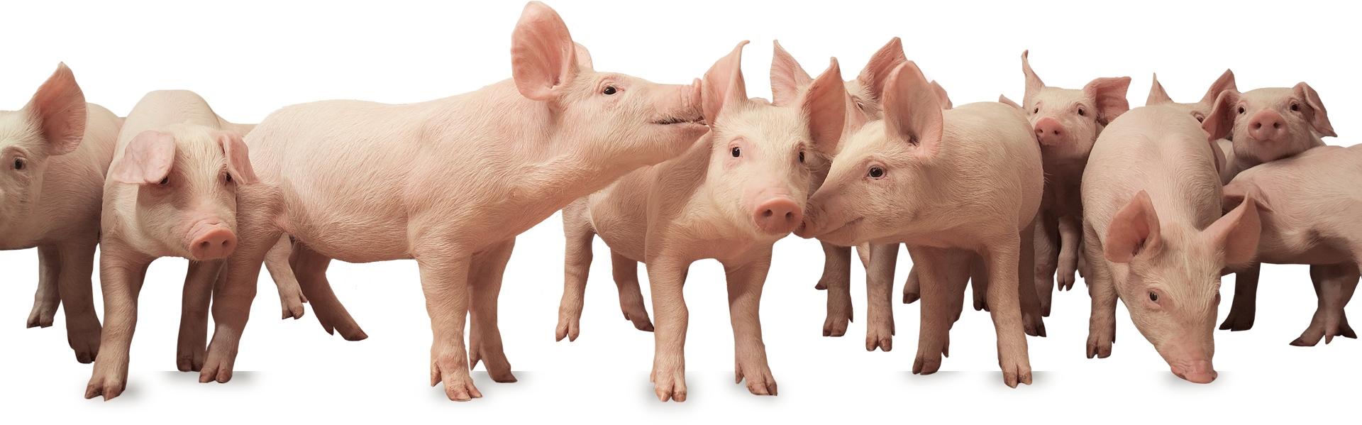 Download About - Selection Pig PNG Image with No Background - PNGkey.com