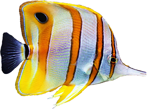 Download Copperband Butterfly Fish - Copperband Butterfly Fish Png PNG ...