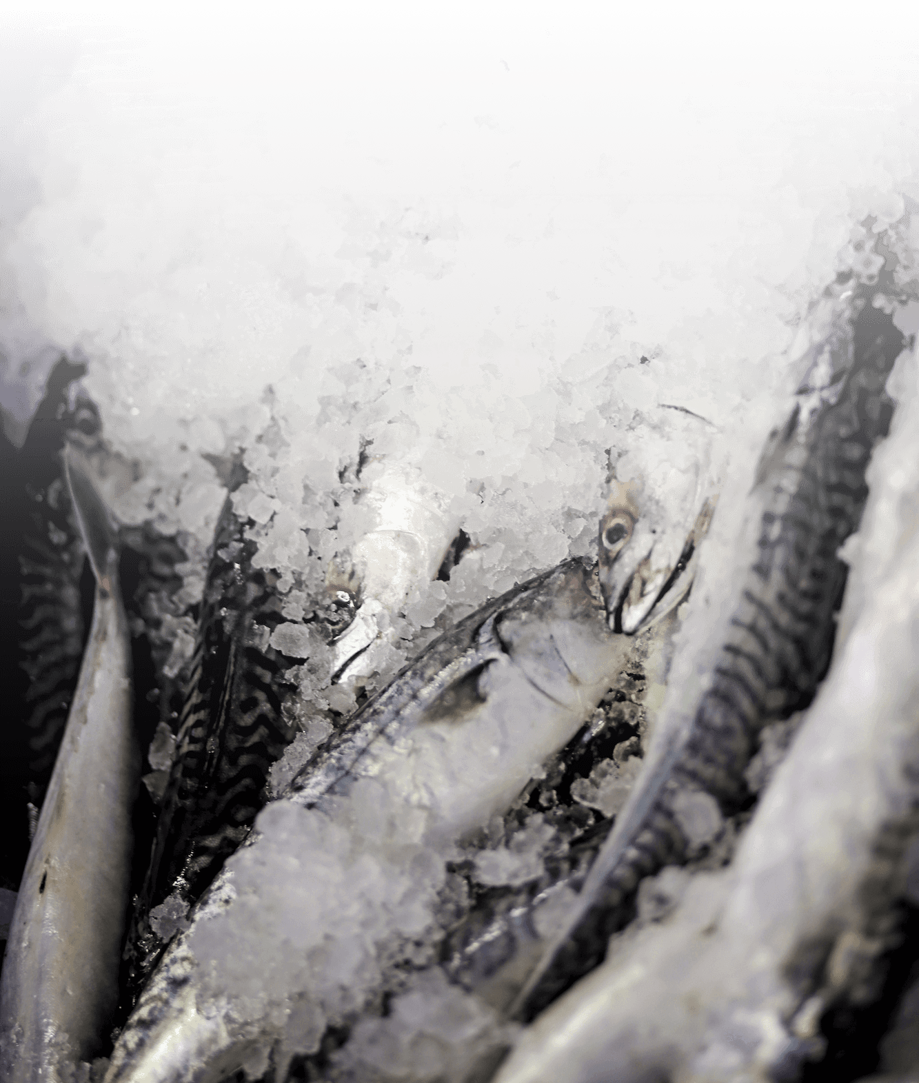 Download Fish On Ice - Ice PNG Image with No Background - PNGkey.com