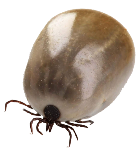Tick Insect Png - Free Transparent PNG Download - PNGkey