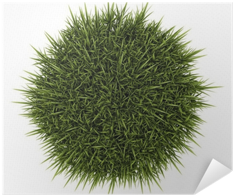 Top View Of Decorative Grass Isolated On White Background - Top View ...