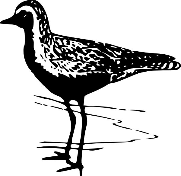 Download Free Vector Golden Plover Clip Art - Golden Plover Coloring ...