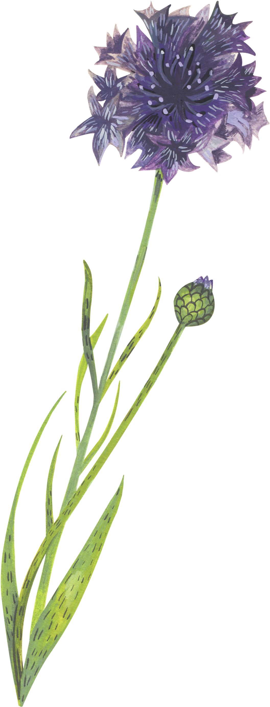 The Ink Nest Blog - Bachelor Button Flower Drawing - Free Transparent ...