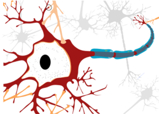 Neuron Clipart Neurology - Neuron Cell Diagram - Free Transparent PNG ...