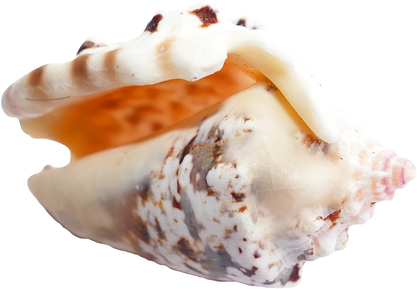 Download Sea Shellpng PNG Image with No Background - PNGkey.com