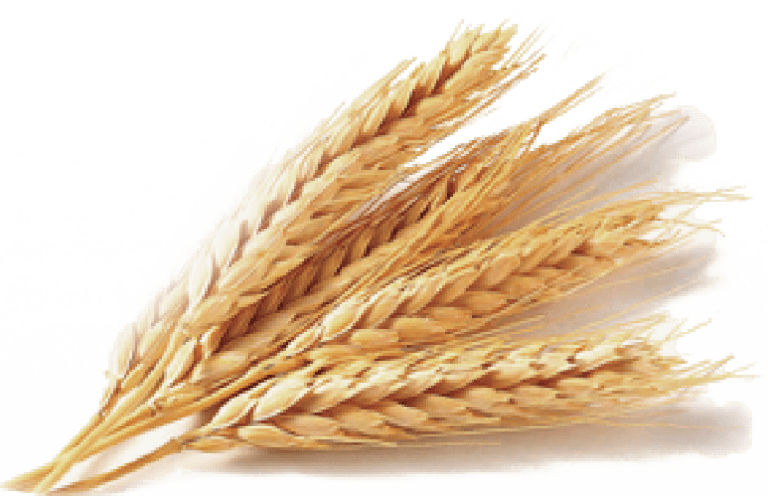 Free Png Wheat Png Images Transparent - Portable Network Graphics ...