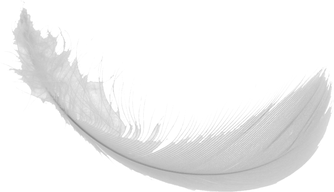 Feather Png Images - Transparent Background Feather Gif - Free ...