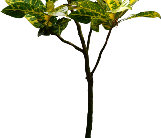 Plants Png Transparent Images - Png Plants Free Download - Free ...