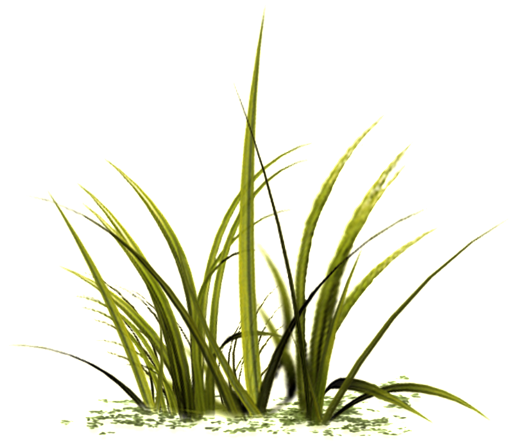 Beautiful Grass Transparent - Portable Network Graphics - Free ...