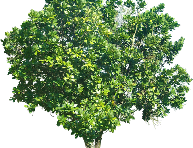 Download Tree Transparent Background - Tree With Transparent Background ...