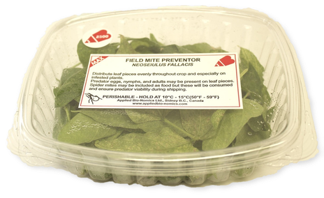 Download Amblyseius Fallacis - Amblyseius PNG Image with No Background ...