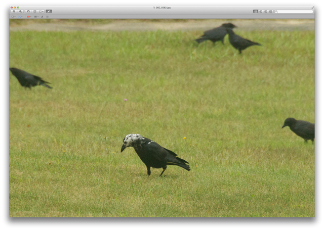 Download Leucistic Crow - American Crow PNG Image with No Background ...