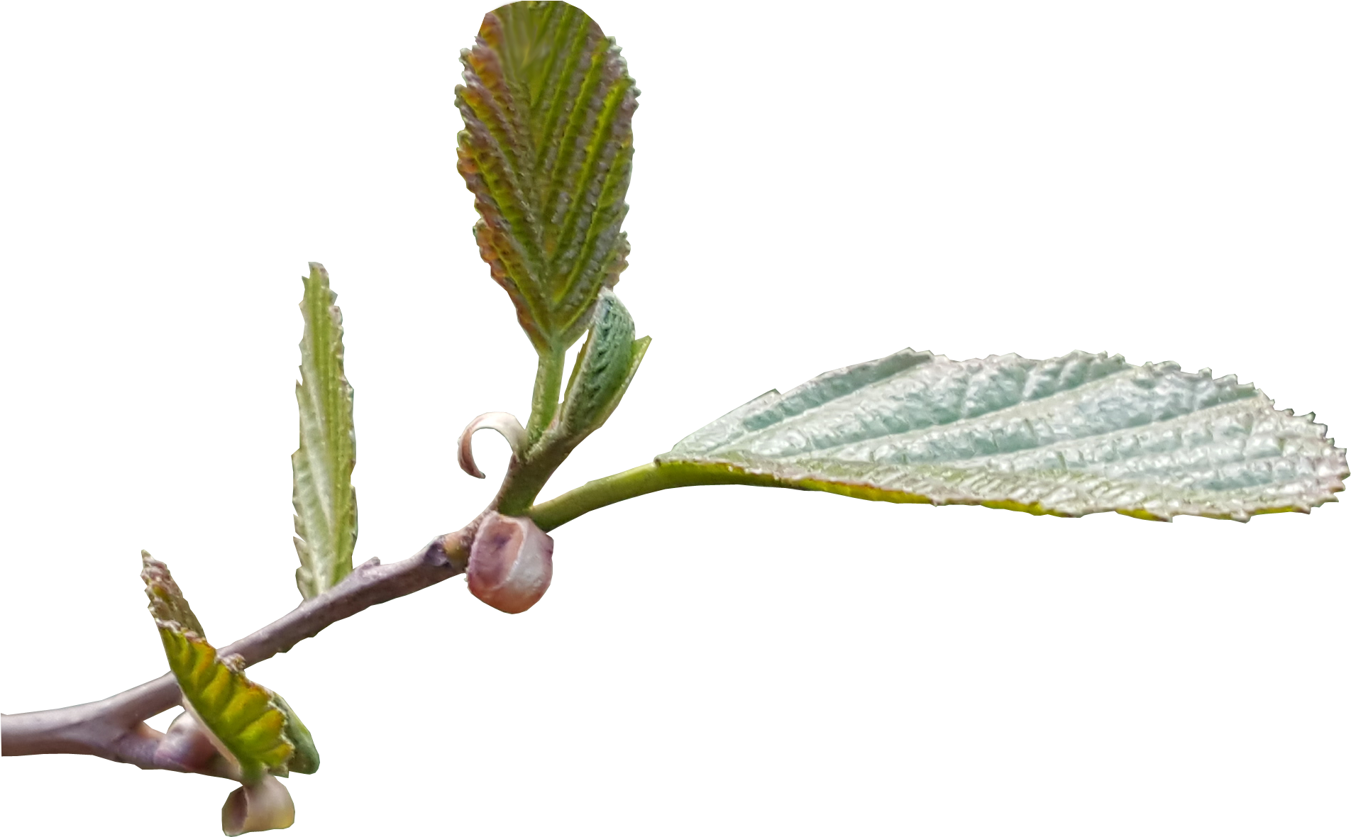 Download New Leaf Shoots No Background Tree Image - Transparent Weeping ...