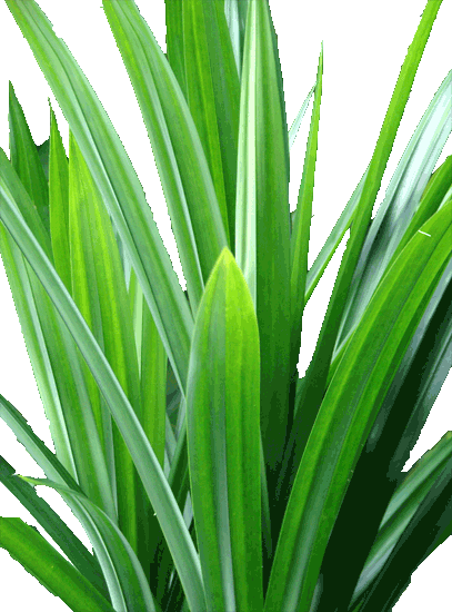 Download - - - - C - R - Exports - - - - - Rampe Leaf Sri Lanka PNG ...