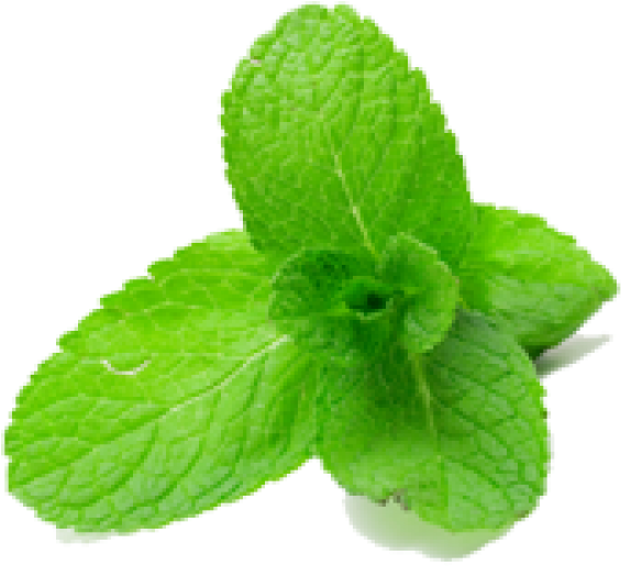 Download Mintleaves1-600x600 - Podina Png PNG Image with No Background ...
