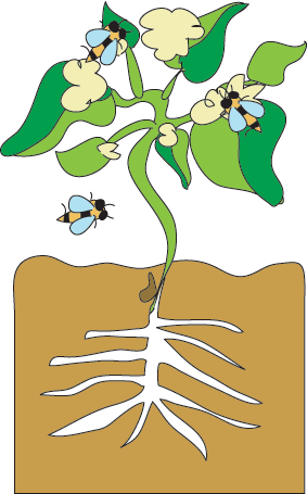 Download Bean Sprout Growing - Cartoon PNG Image with No Background ...