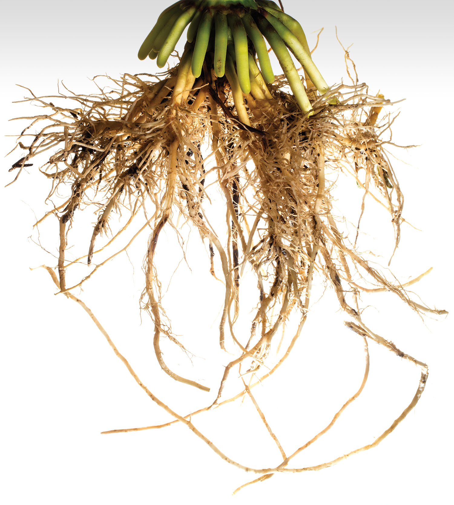 Download Getting To The Root Of Crop Improvements - Corn Root PNG Image ...