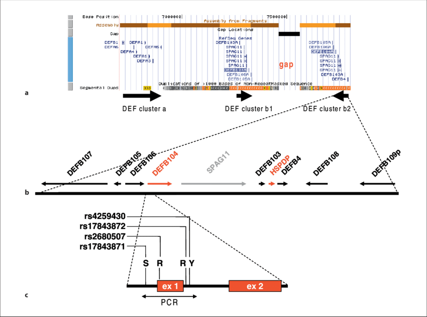 Download Human Def Gene Locus At 8p23 - Genome PNG Image with No ...