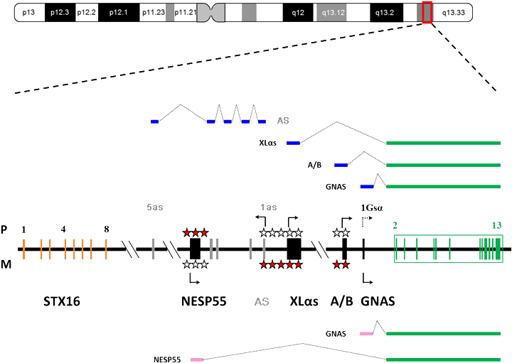 Download Organization And Imprinting Of The Gnas Complex Locus - Gnas ...