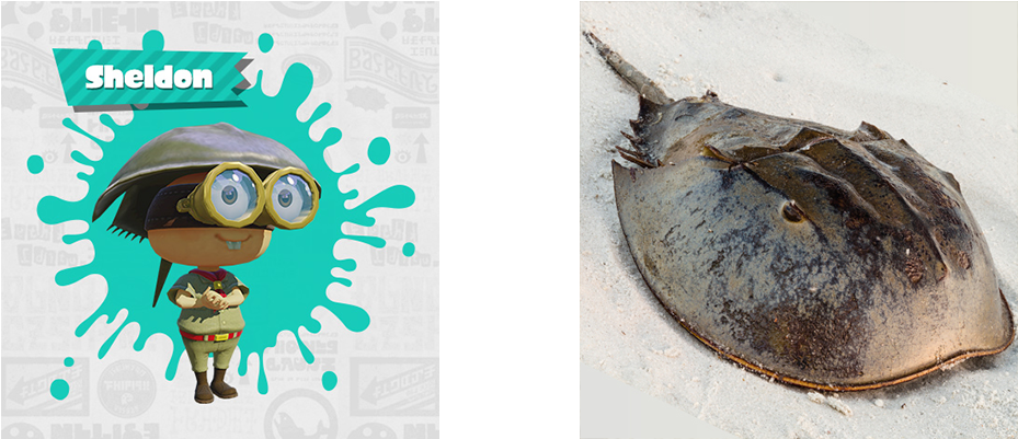 Download Sheldon - New Nintendo Splatoon Squid Summer Beach Ball Splat ...