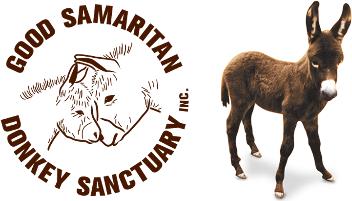 Download Good Samaritan Donkey Sanctuary PNG Image with No Background ...