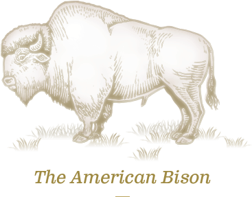 Download Illustration Of Bison - 12 Inch Ruler Actual Size PNG Image ...