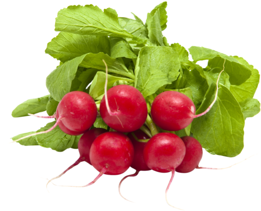 Radish - Free Transparent PNG Download - PNGkey