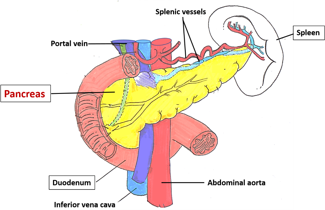 Pancreas Dimensions - Free Transparent PNG Download - PNGkey