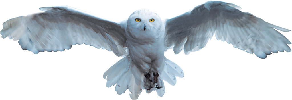 Hedwig - Harry Potter Hedwig Flying - Free Transparent PNG Download ...