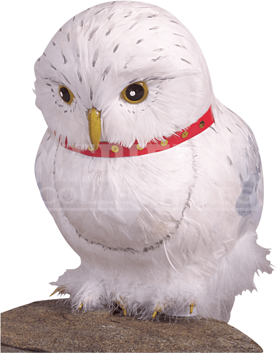 Download Hedwig The Owl Prop - Harry Potter Hedwig Owl Prop PNG Image ...