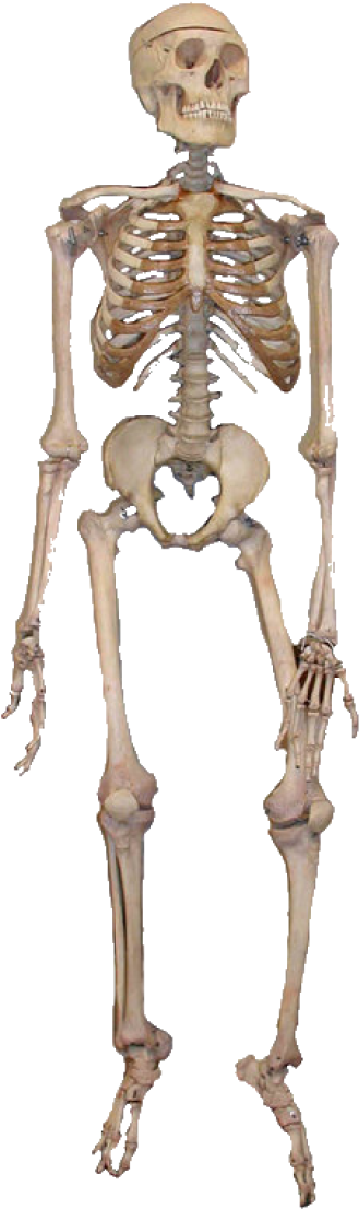 Skeleton Png Image - Human Skeleton Transparent Background - Free ...