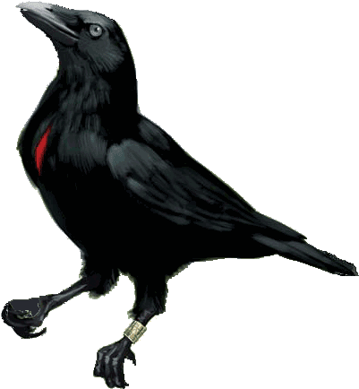 Download Blood-feather Raven - Pin Feather PNG Image with No Background ...