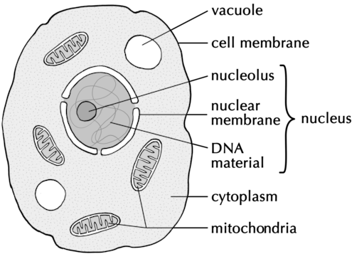 A Drawing Of A Typical Animal Cell - Easy Drawing Of Animal Cell - Free ...