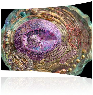 Download Studyjams Science - Animal Cell By Kightleys - Customized ...