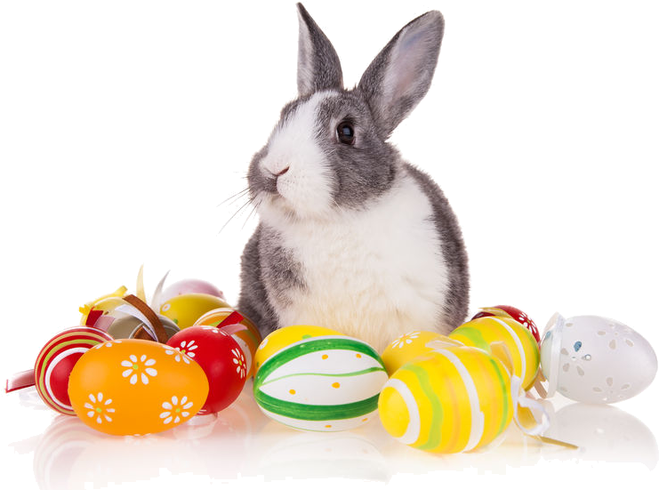Download Easter Rabbit - Photography PNG Image with No Background ...