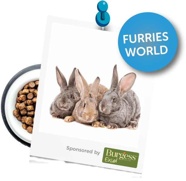 Download The Family Pet Show - Pygmy Rabbit PNG Image with No ...