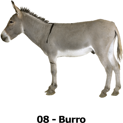 Download Burro - Mule Png PNG Image with No Background - PNGkey.com