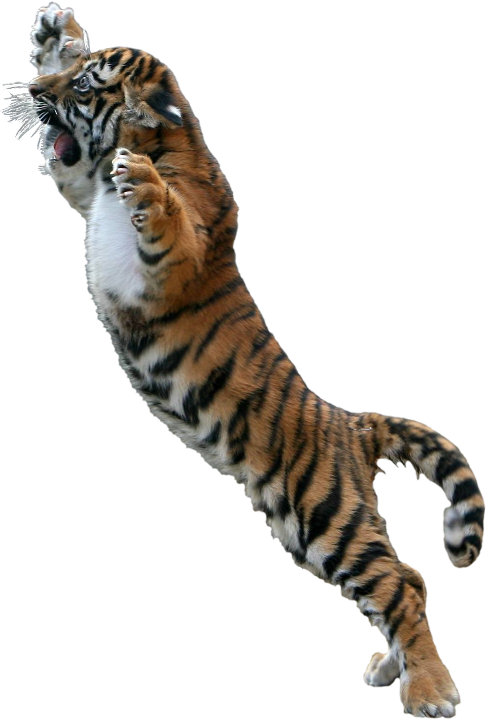 Jumping Tiger Png