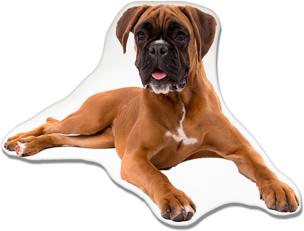 Download Boxer Dog Pillow - Poodle Boxer Mix PNG Image with No ...