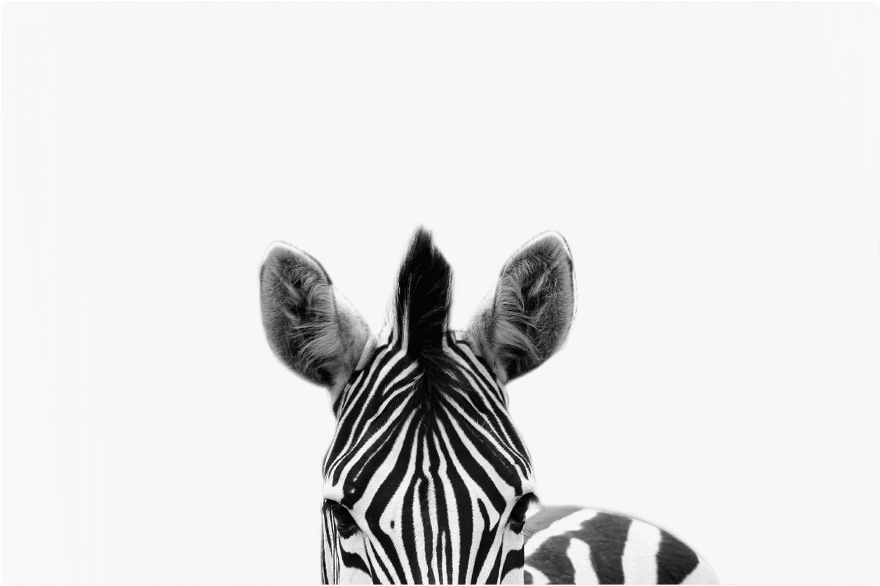 Download The Zebra Print - Design House Framed Wall Art Zebra 40cm X ...