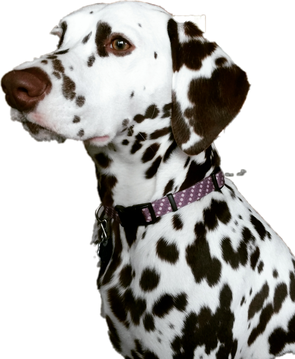 Download Dalmatian PNG Image with No Background - PNGkey.com