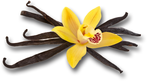 Download Vanille Png PNG Image with No Background - PNGkey.com