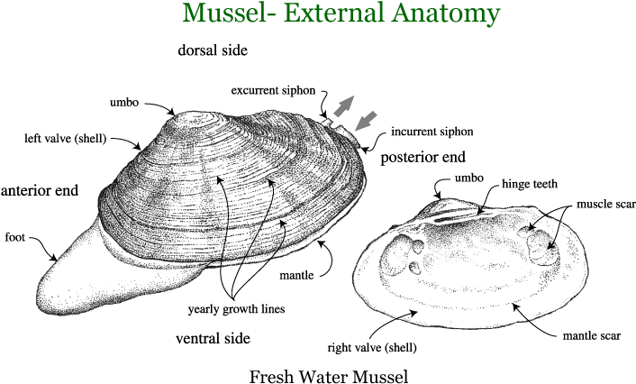 Download Mussels And Clams - External Anatomy Of Mussels PNG Image with ...