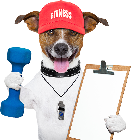Agility Classes - Exercise Dog - Free Transparent PNG Download - PNGkey