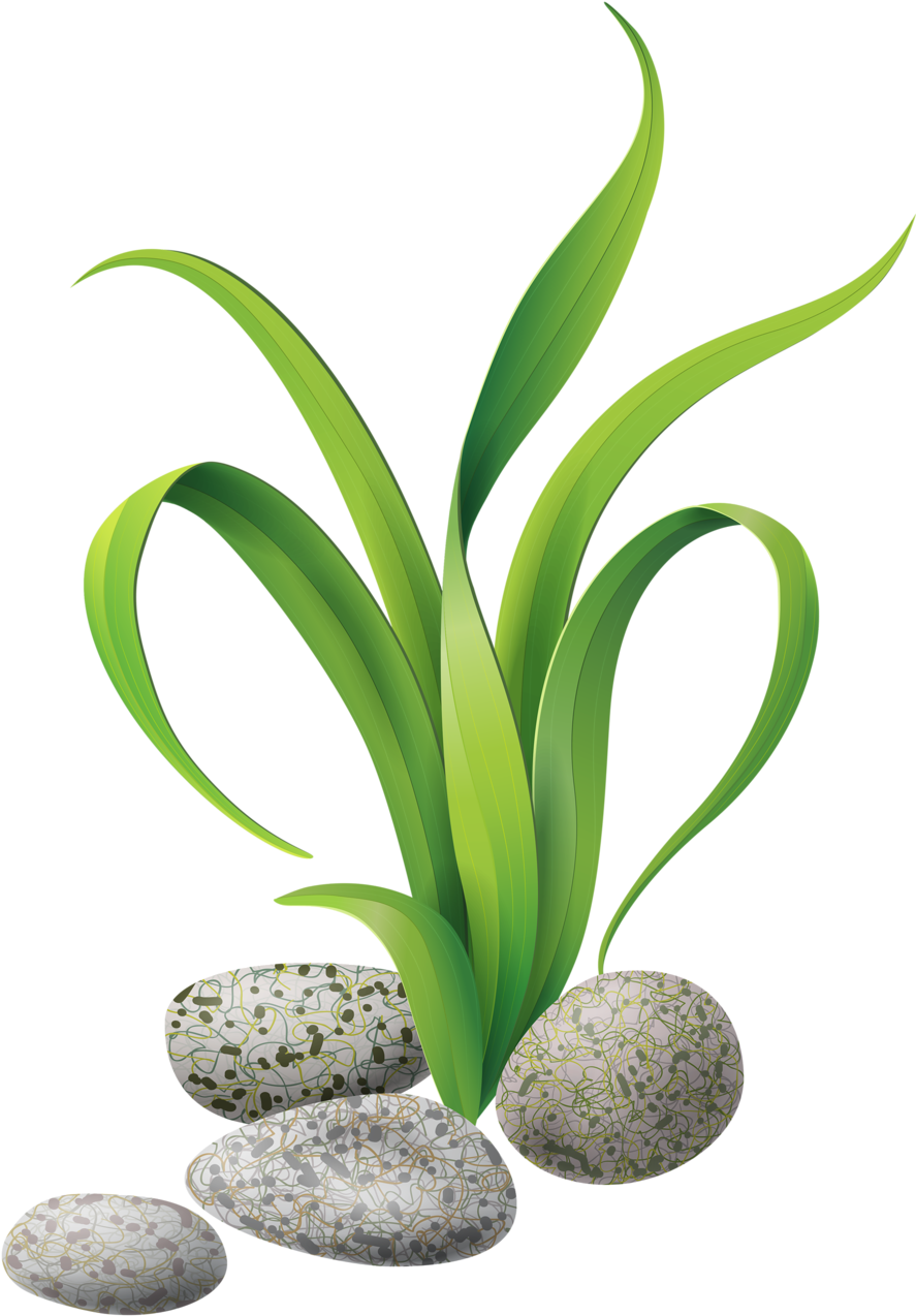 Download Seaweed Clipart Reeds - Seaweed Clipart PNG Image with No ...