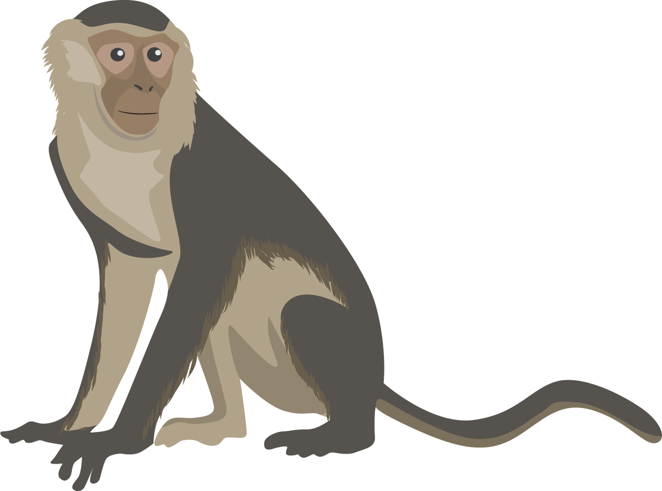 Download Monkey Png Transparent Free Images - Capuchin Monkey Cartoon ...
