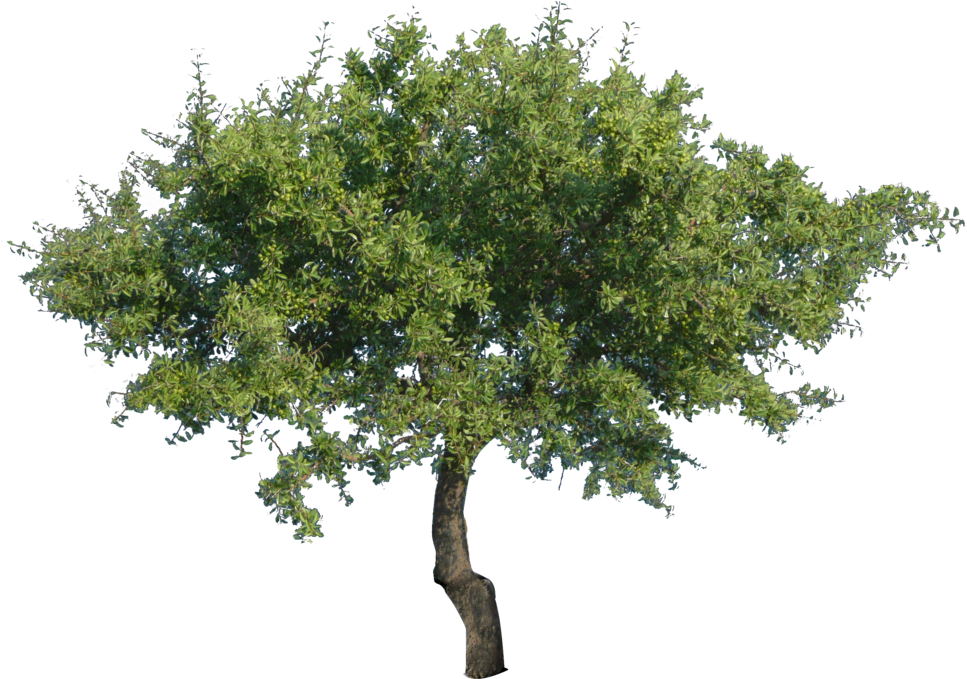 Multi Stem Tree Png - Free Transparent PNG Download - PNGkey