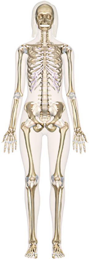 Download Skeletal System - Sistemul Osos Fisa De Lucru PNG Image with ...