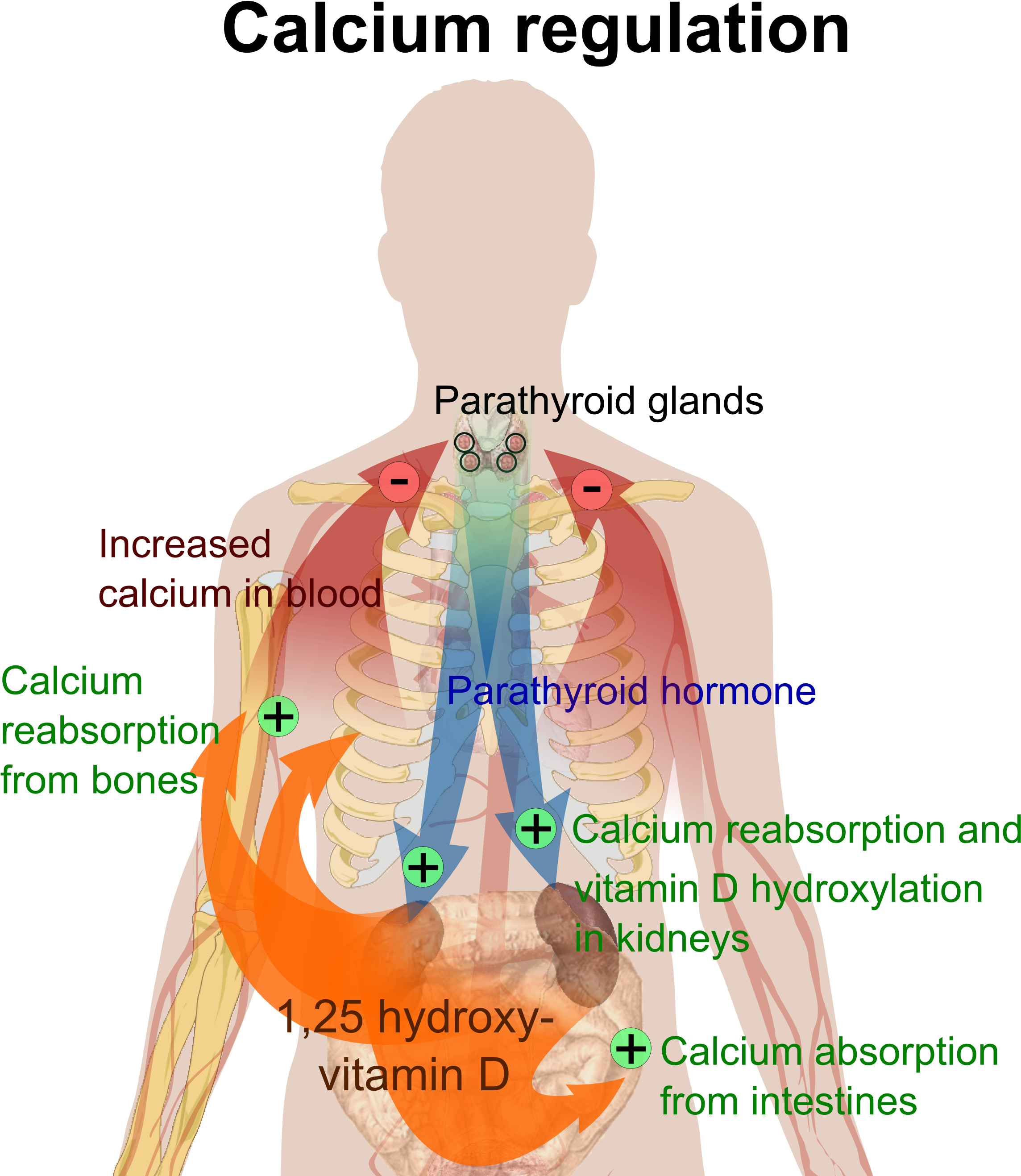 Download This Illustrates Calcium Regulation In Our Bodies - Happens If ...