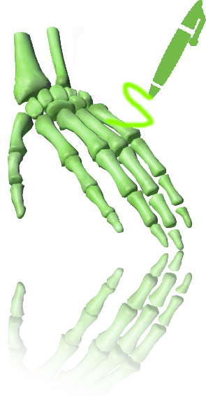 Download Skeletal System - Hand PNG Image with No Background - PNGkey.com
